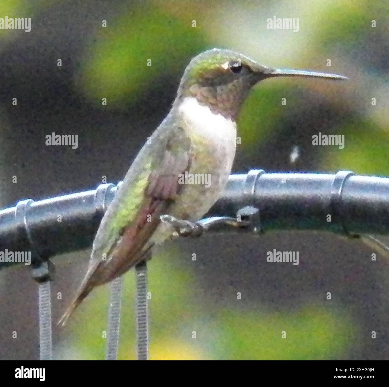 Ruby-throated Hummingbird (Archilochus colubris Stock Photo - Alamy