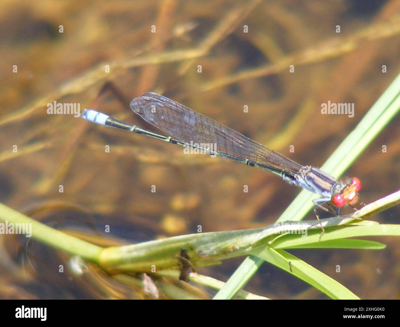 Cherry-eye Sprite (Pseudagrion sublacteum Stock Photo - Alamy
