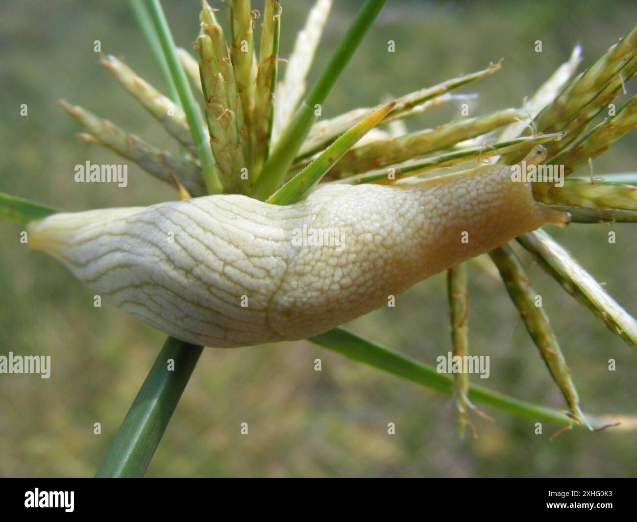 African Banana Slug (Elisolimax flavescens Stock Photo - Alamy