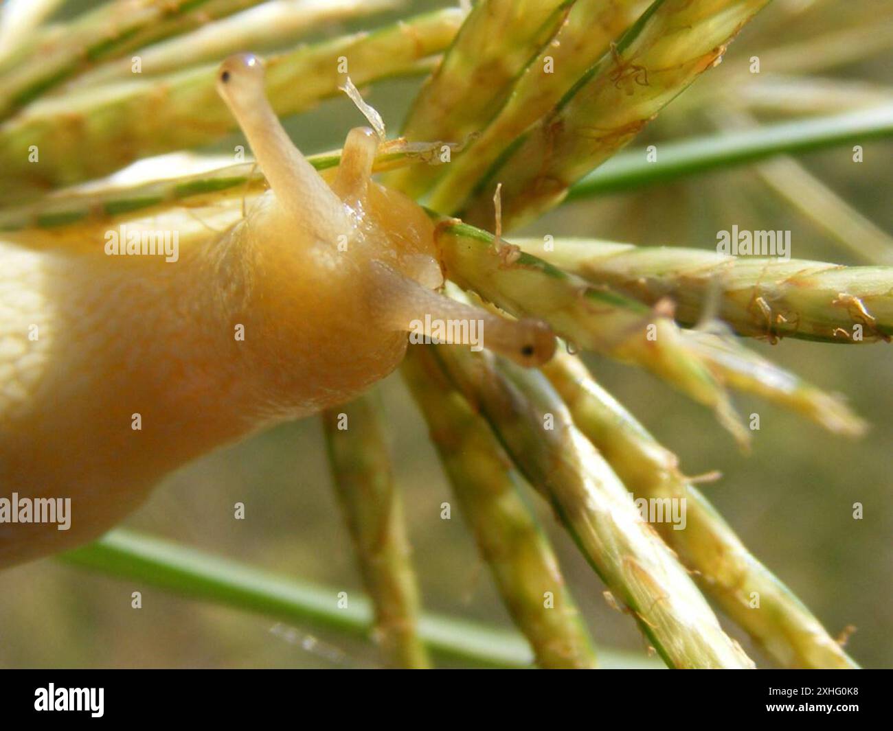 African Banana Slug (Elisolimax flavescens Stock Photo - Alamy