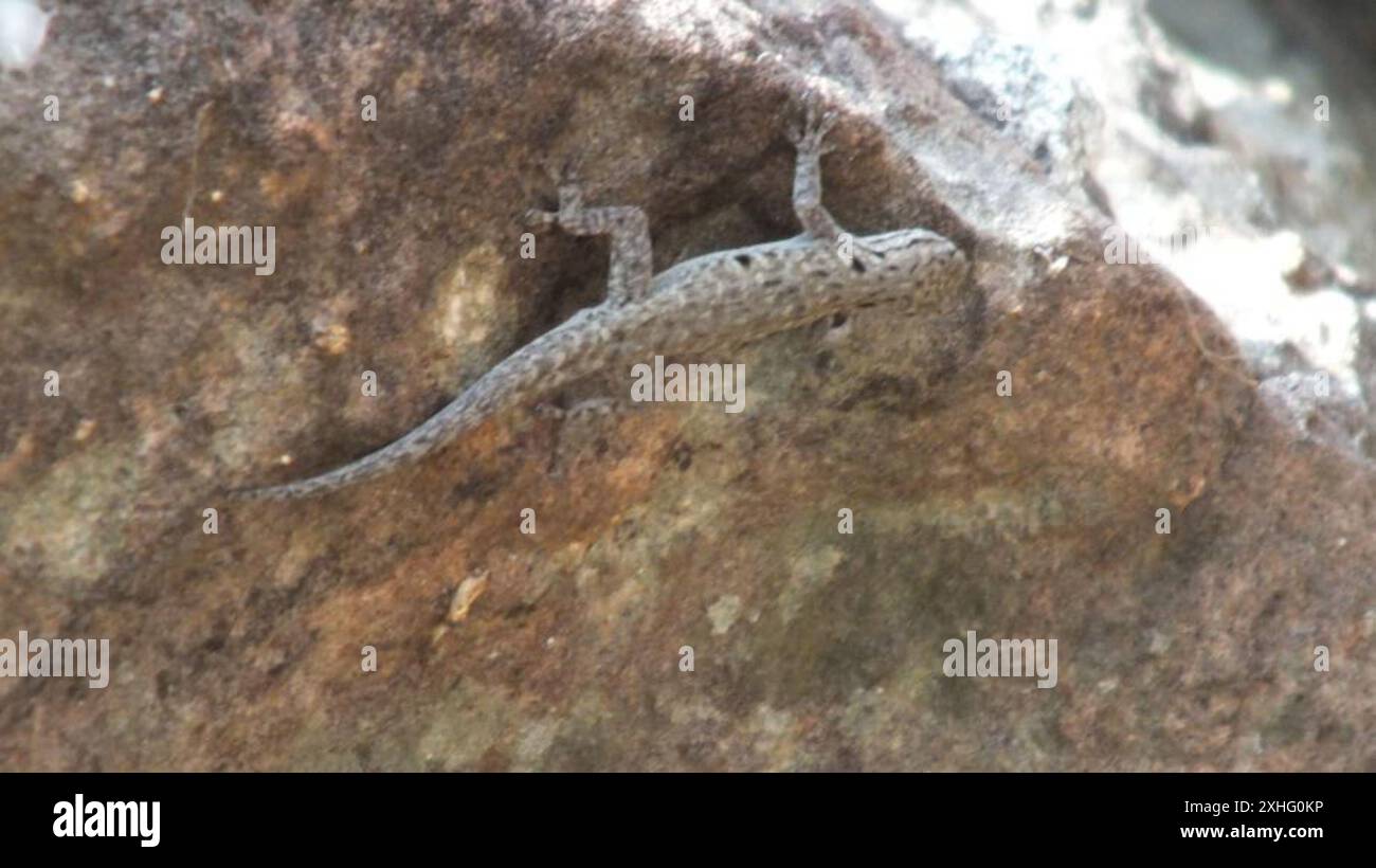 Stevenson's Dwarf Gecko (Lygodactylus stevensoni Stock Photo - Alamy