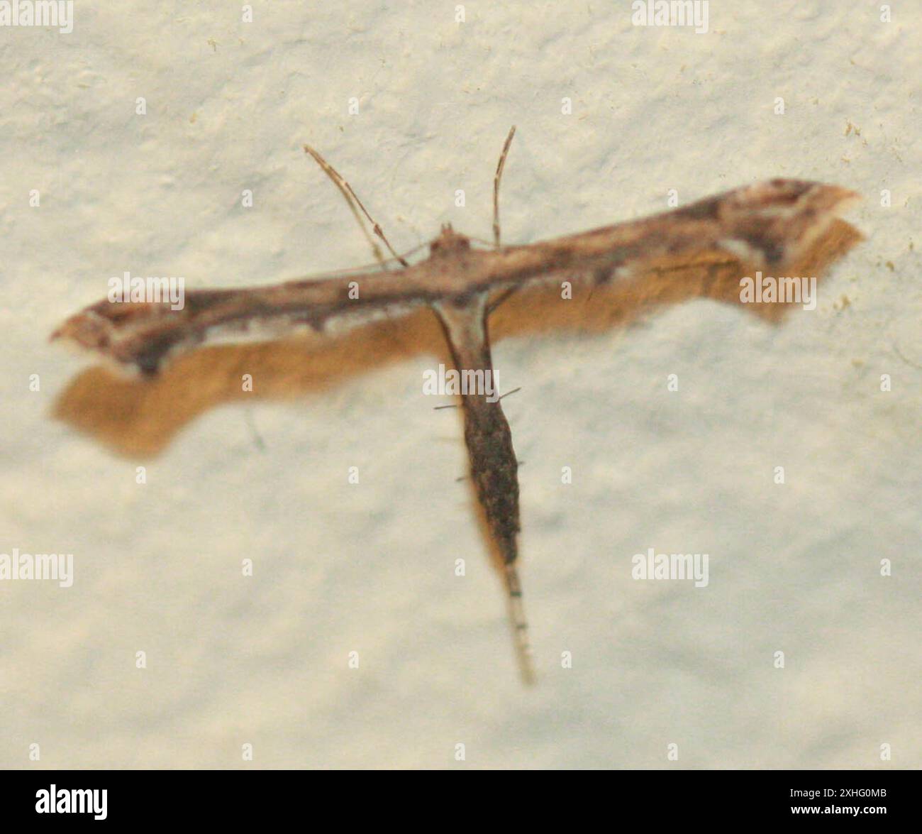 Plume Moths (Pterophoridae Stock Photo - Alamy