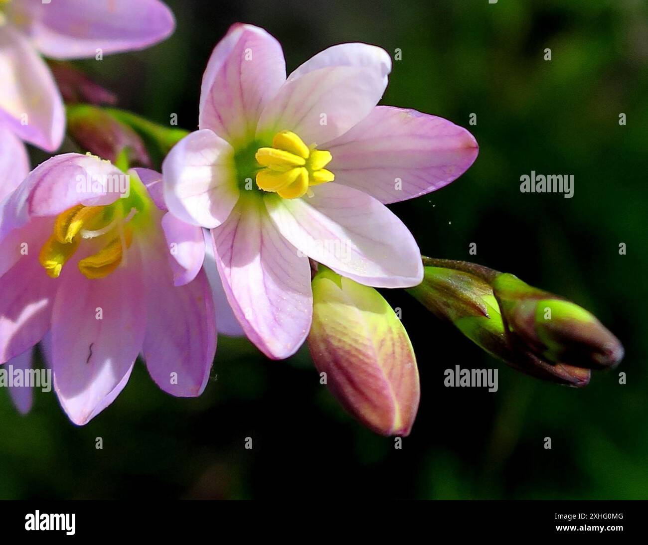 Ixia polystachya hi-res stock photography and images - Alamy