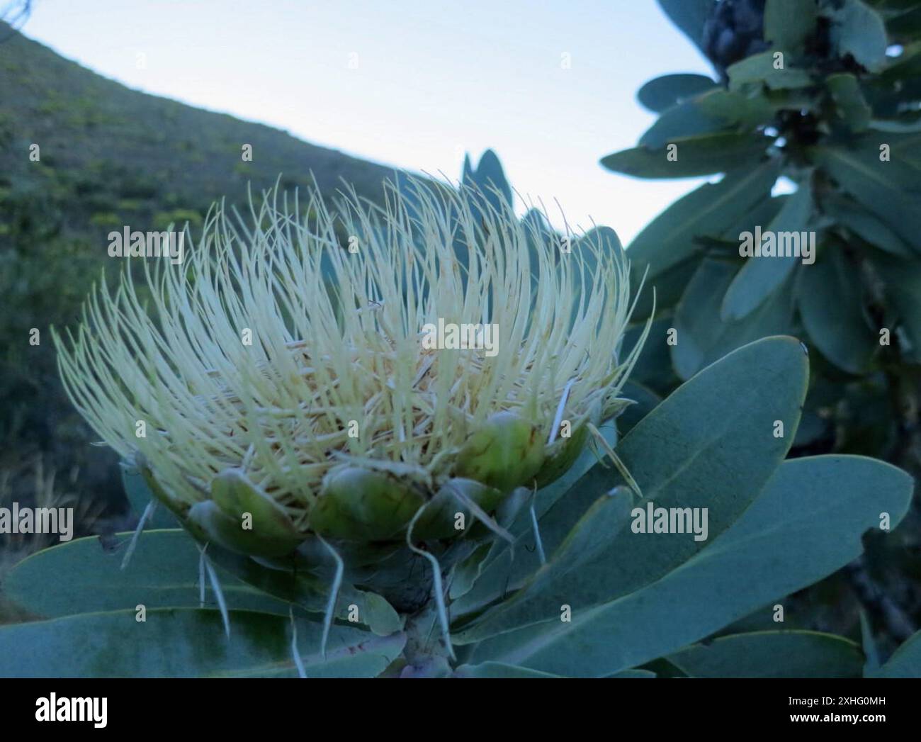 Wagon Tree (Protea nitida Stock Photo - Alamy