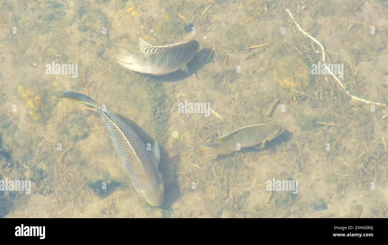 Redbreast Tilapia (Coptodon rendalli Stock Photo - Alamy