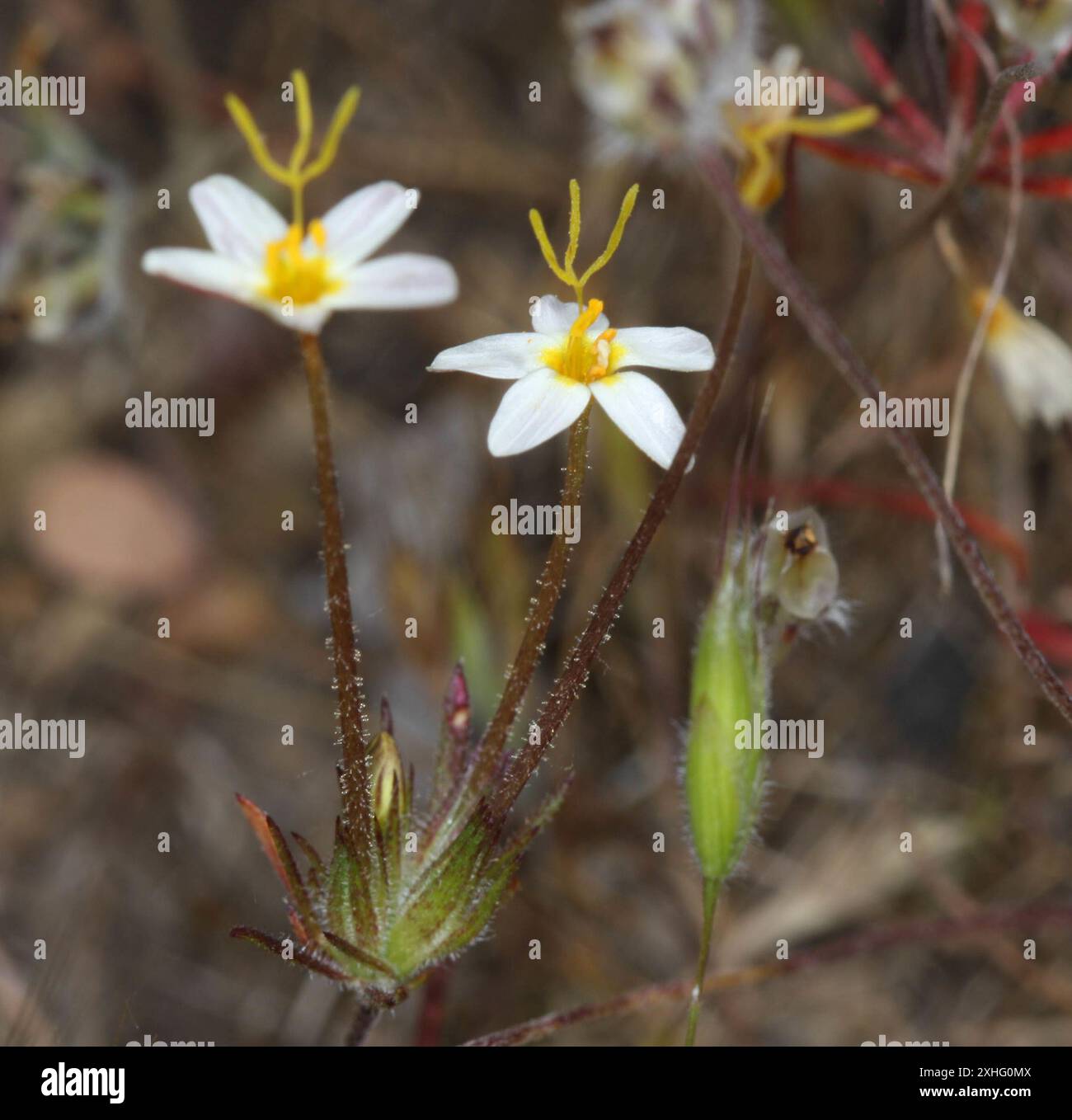 variable linanthus (Leptosiphon parviflorus Stock Photo - Alamy