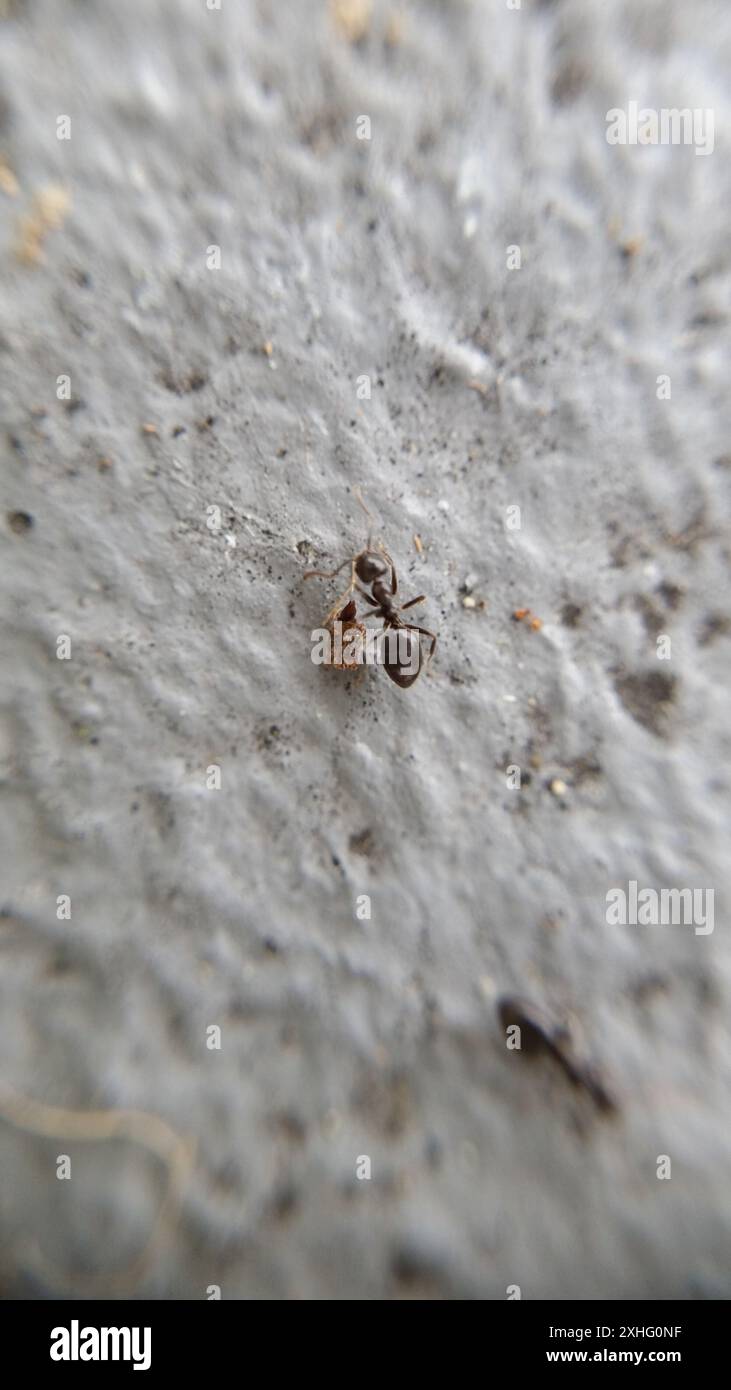 White footed ant hi-res stock photography and images - Alamy
