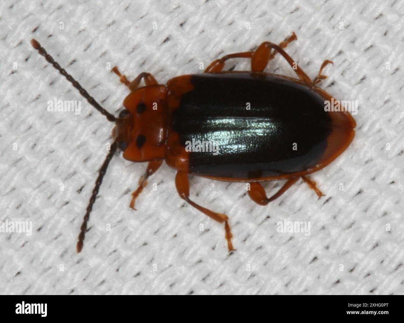 Black-backed Handsome Fungus Beetle (Aphorista laeta Stock Photo - Alamy