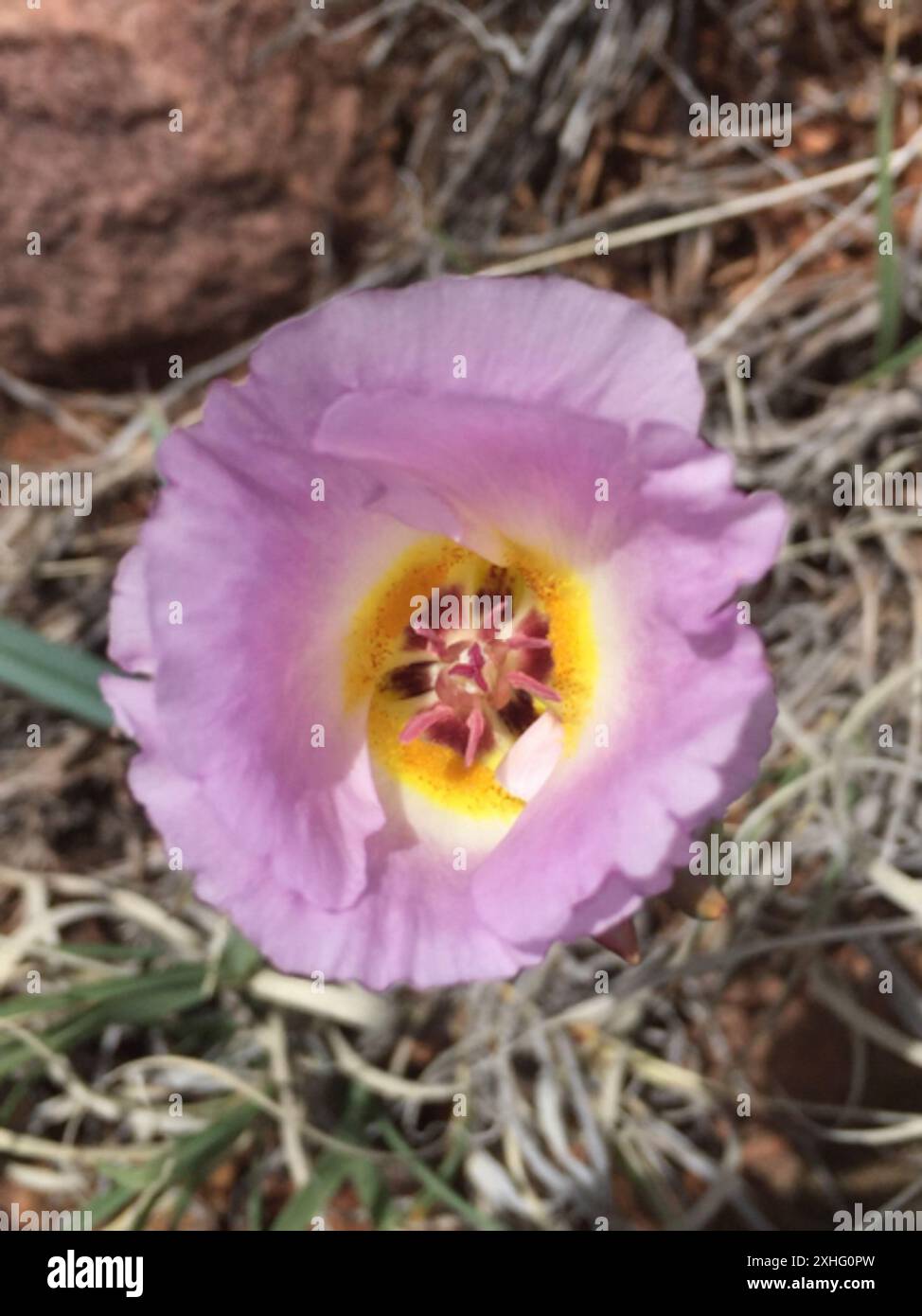 winding mariposa lily (Calochortus flexuosus Stock Photo - Alamy