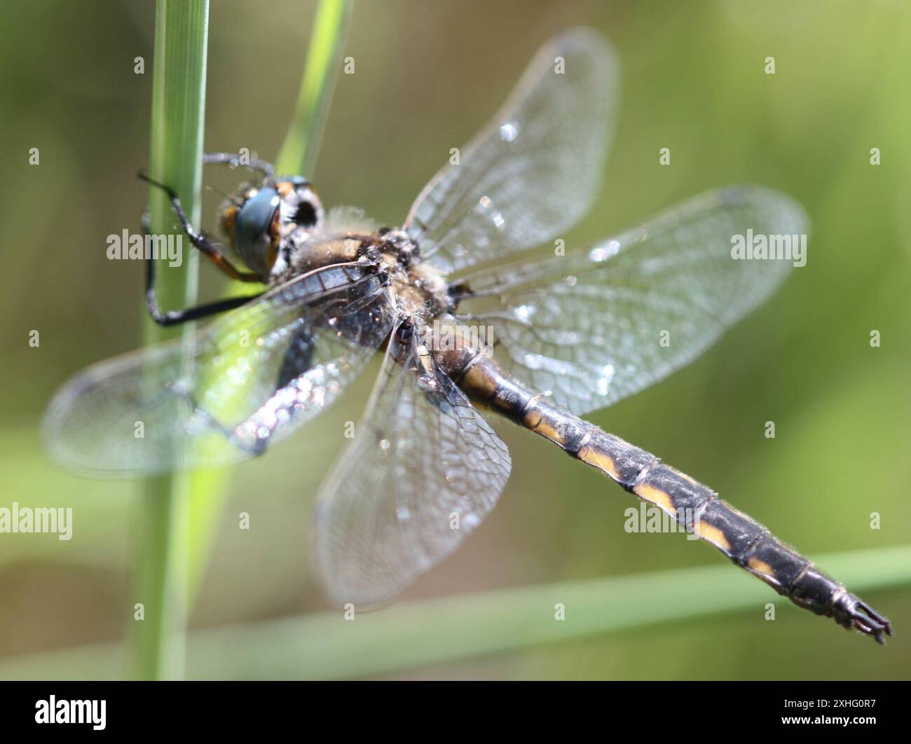 Beaverpond Baskettail (Epitheca canis Stock Photo - Alamy