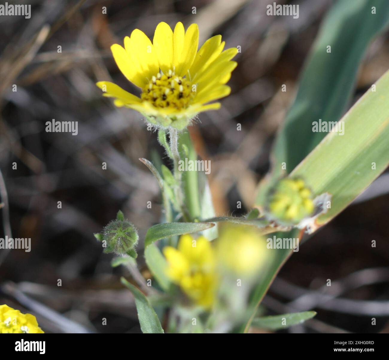 Yellow Hayfield Tarplant (Hemizonia congesta lutescens Stock Photo - Alamy