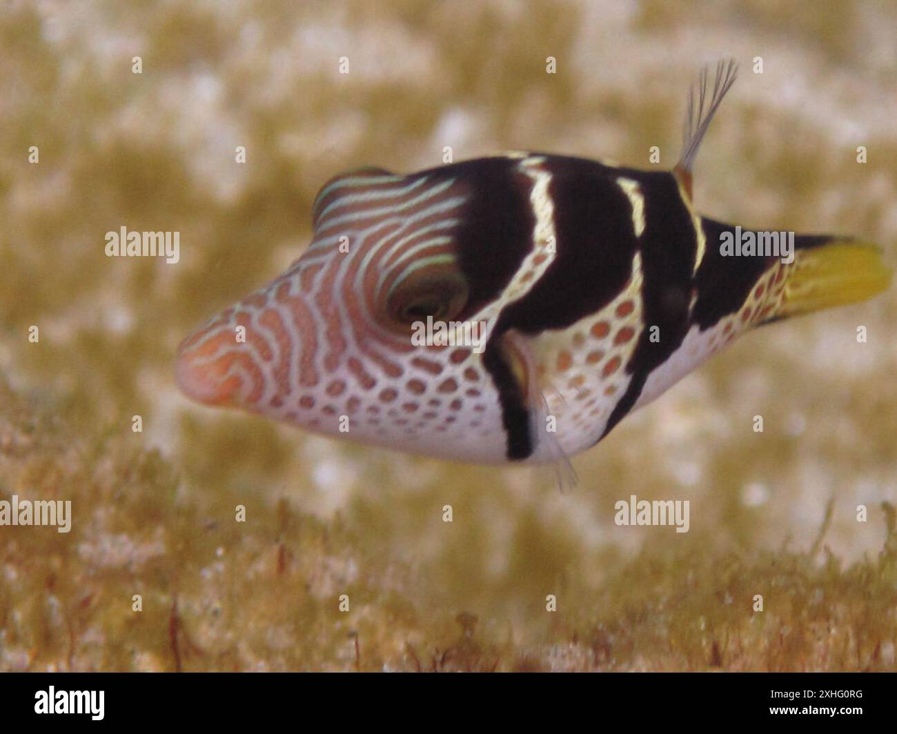 Blacksaddle Toby (Canthigaster valentini Stock Photo - Alamy