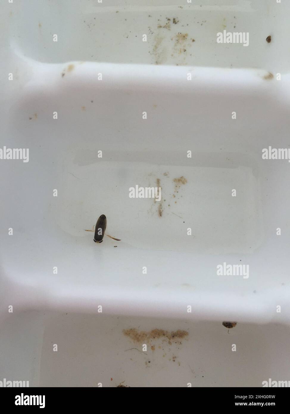 Water Boatmen (Corixidae Stock Photo - Alamy