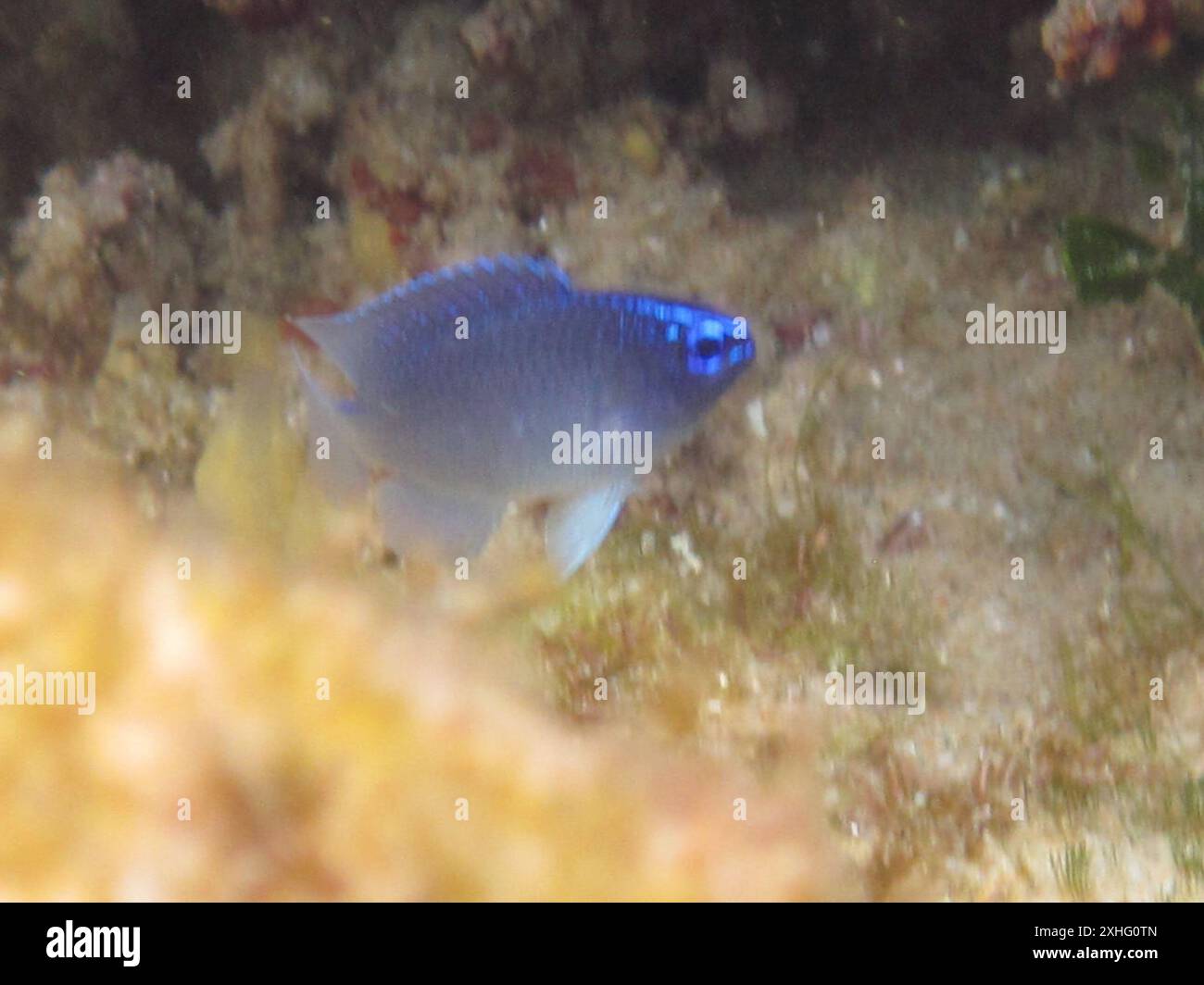 Chrysiptera glauca hi-res stock photography and images - Alamy