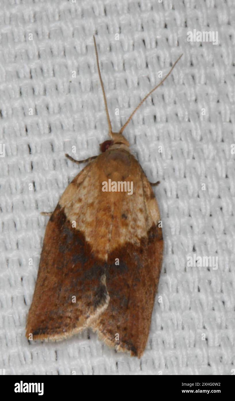 Light Brown Apple Moth (Epiphyas postvittana Stock Photo - Alamy