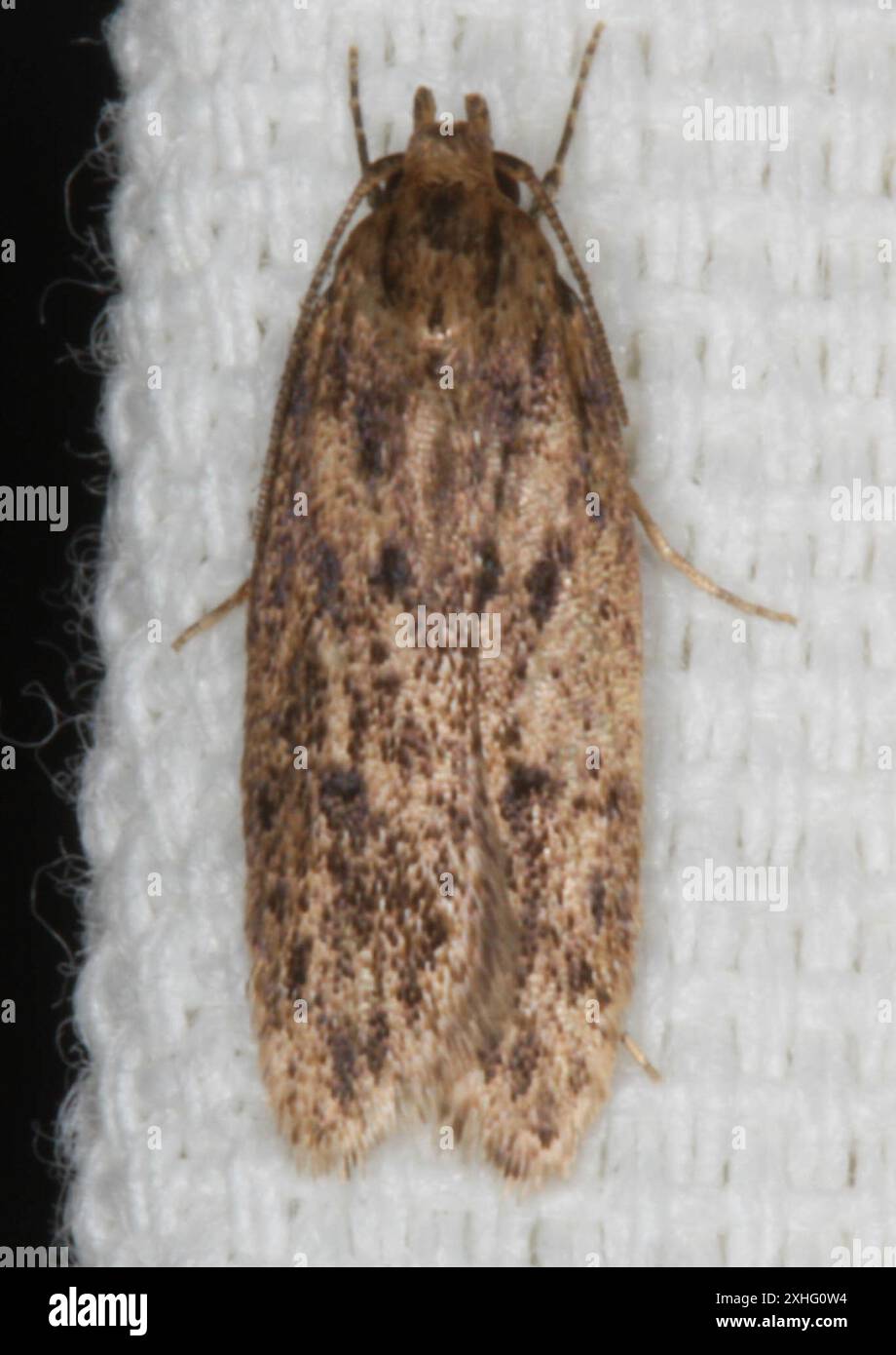 Brown House Moth (Hofmannophila pseudospretella Stock Photo - Alamy