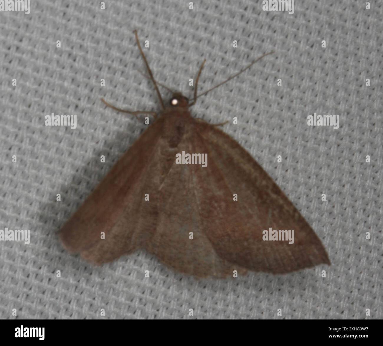 Geometer Moths (Geometridae Stock Photo - Alamy