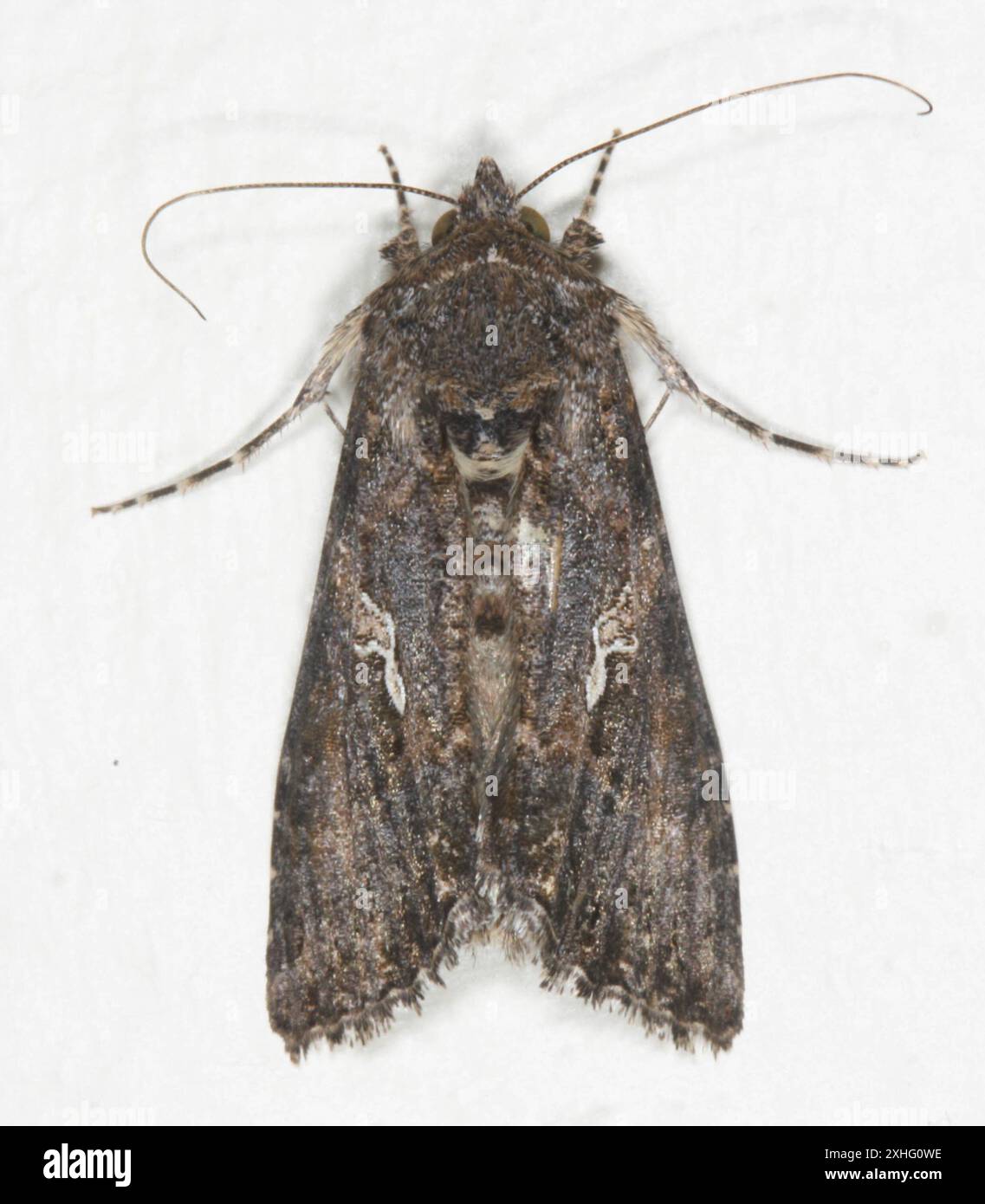 Cabbage Looper Moth (Trichoplusia ni Stock Photo - Alamy