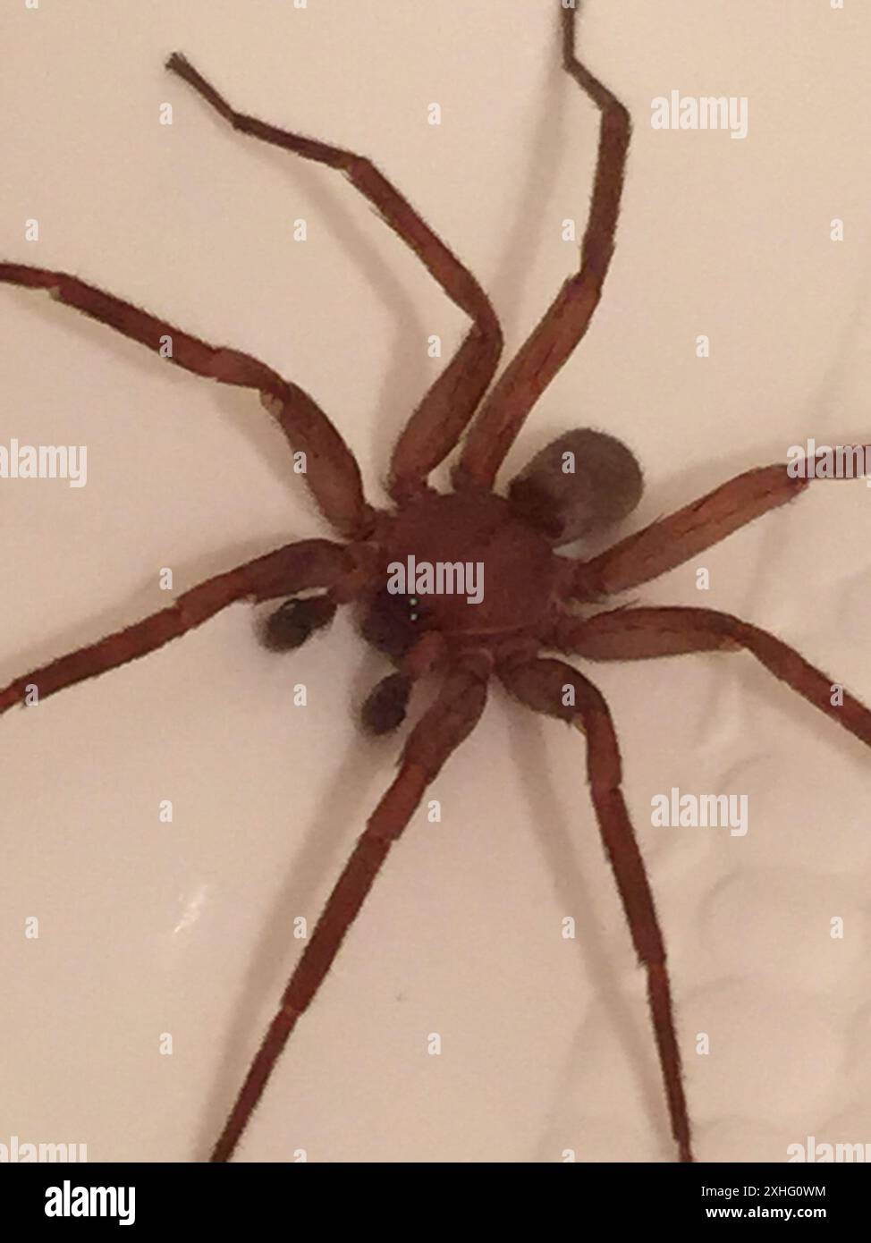 Zoropsidae hi-res stock photography and images - Alamy