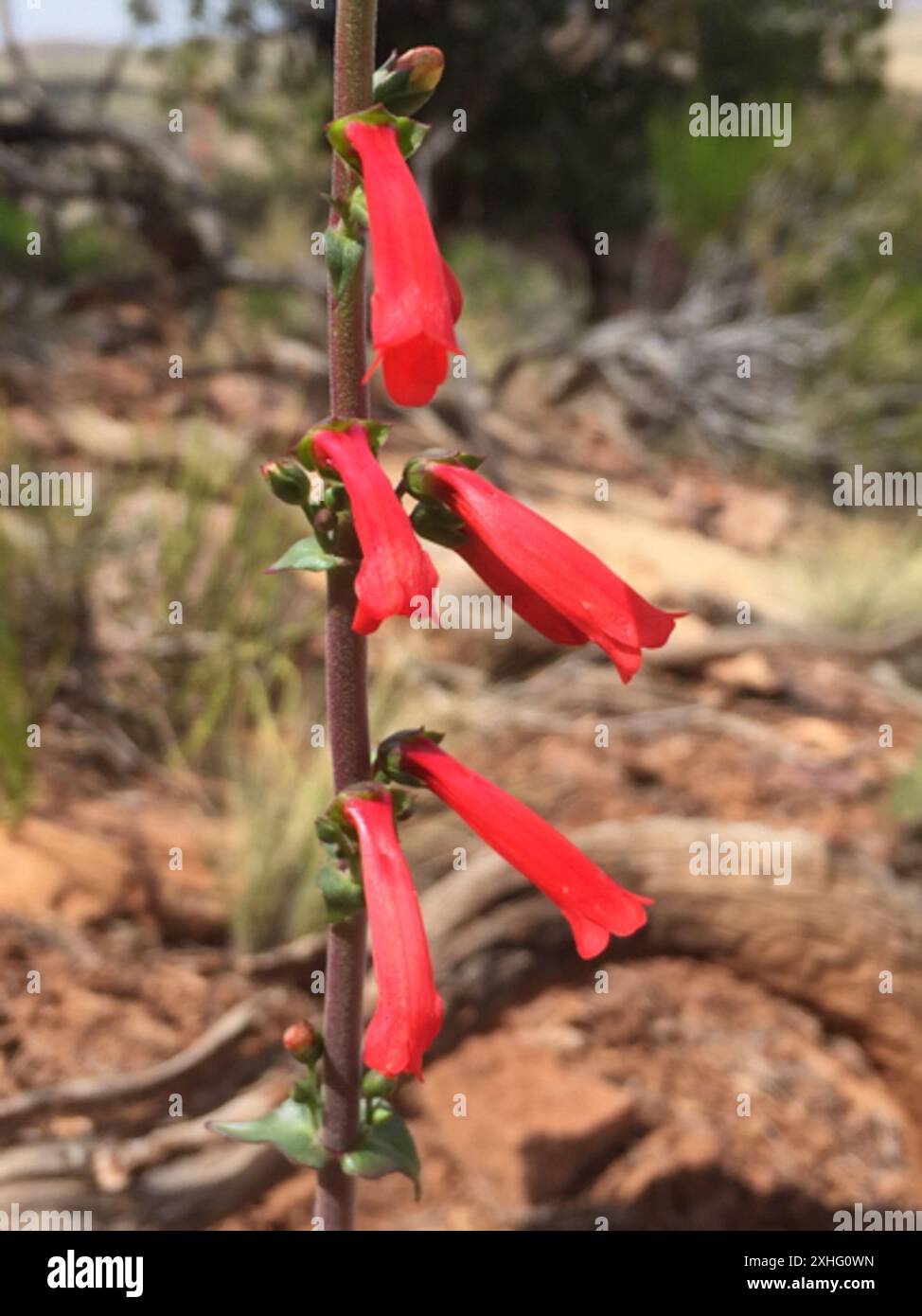 firecracker penstemon (Penstemon eatonii Stock Photo - Alamy