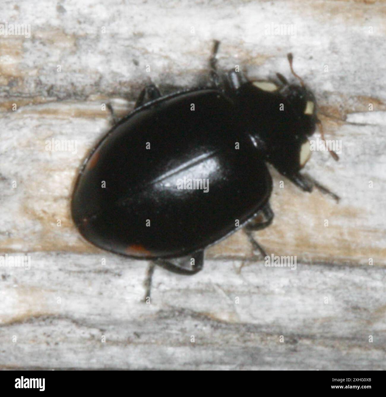 Sorrowful Lady Beetle (Hippodamia moesta moesta Stock Photo - Alamy