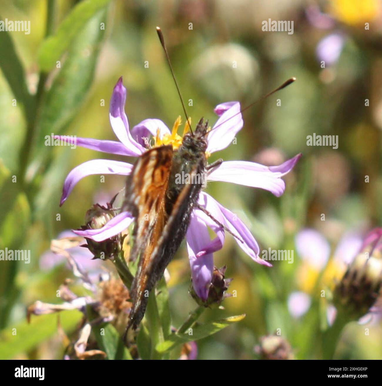 Zephyr Comma (Polygonia gracilis zephyrus Stock Photo - Alamy