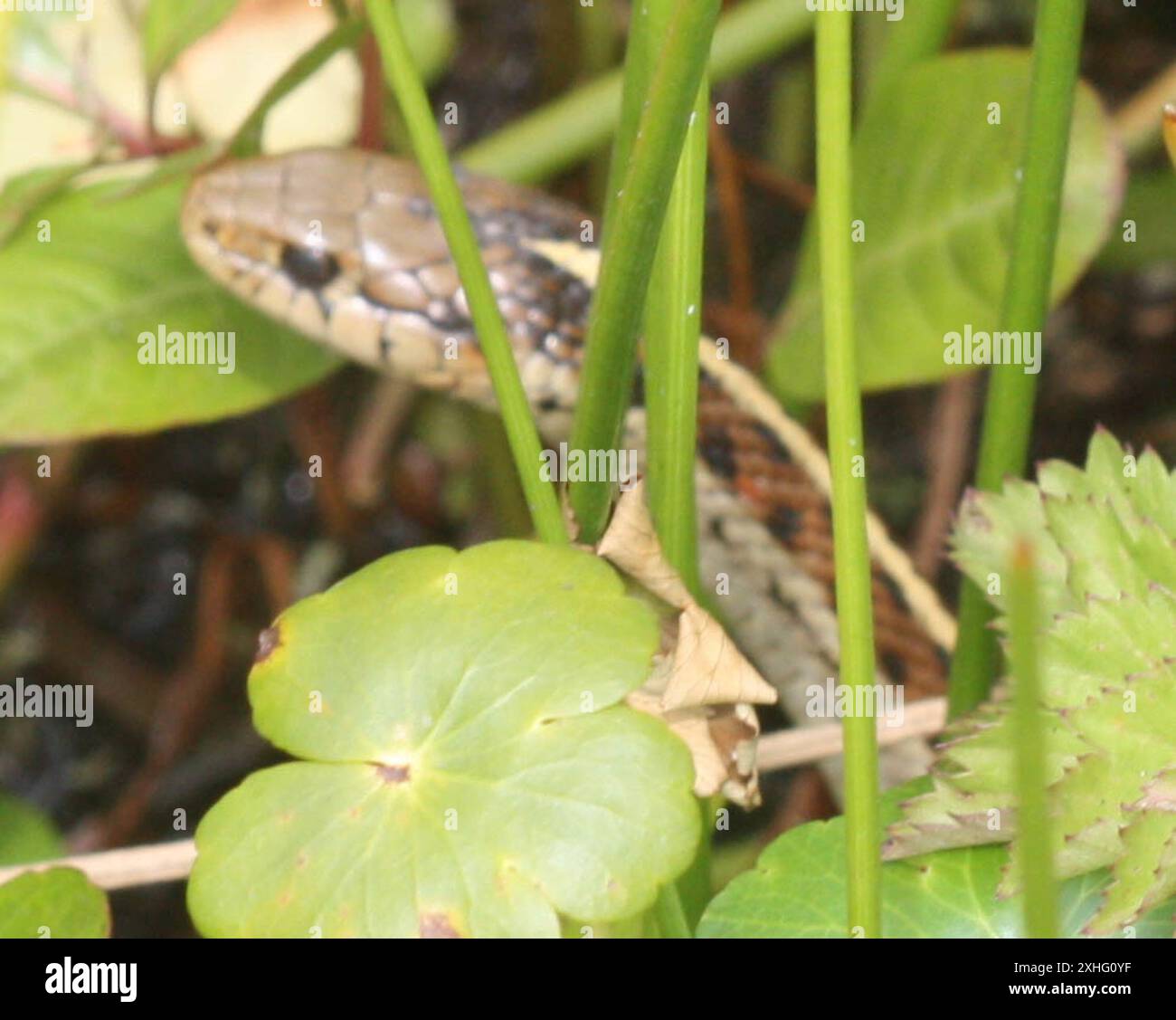 Coast Garter Snake (Thamnophis elegans terrestris Stock Photo - Alamy