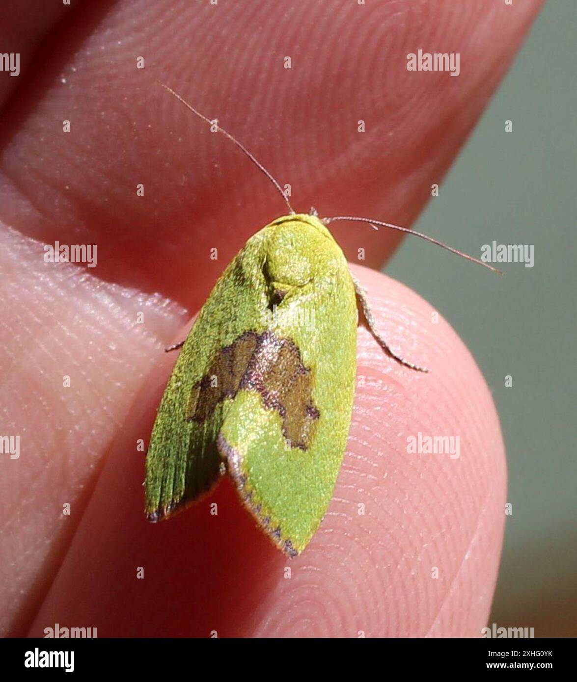 Spiny bollworm hi-res stock photography and images - Alamy