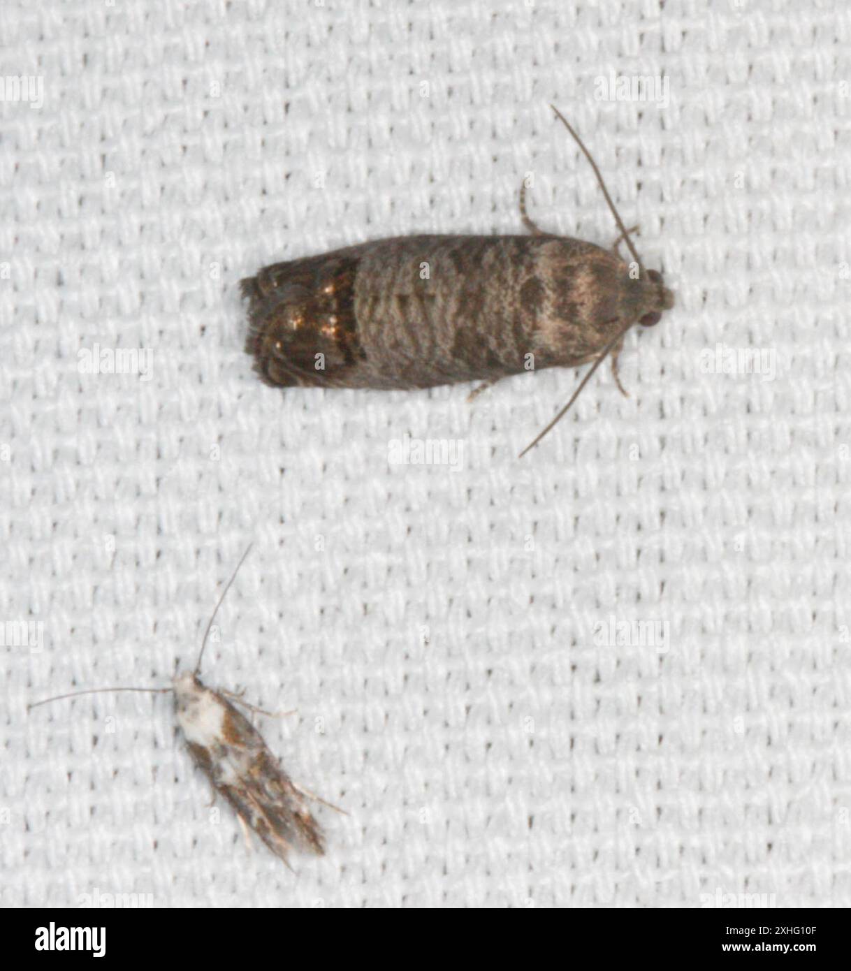 Codling Moth (Cydia pomonella Stock Photo - Alamy