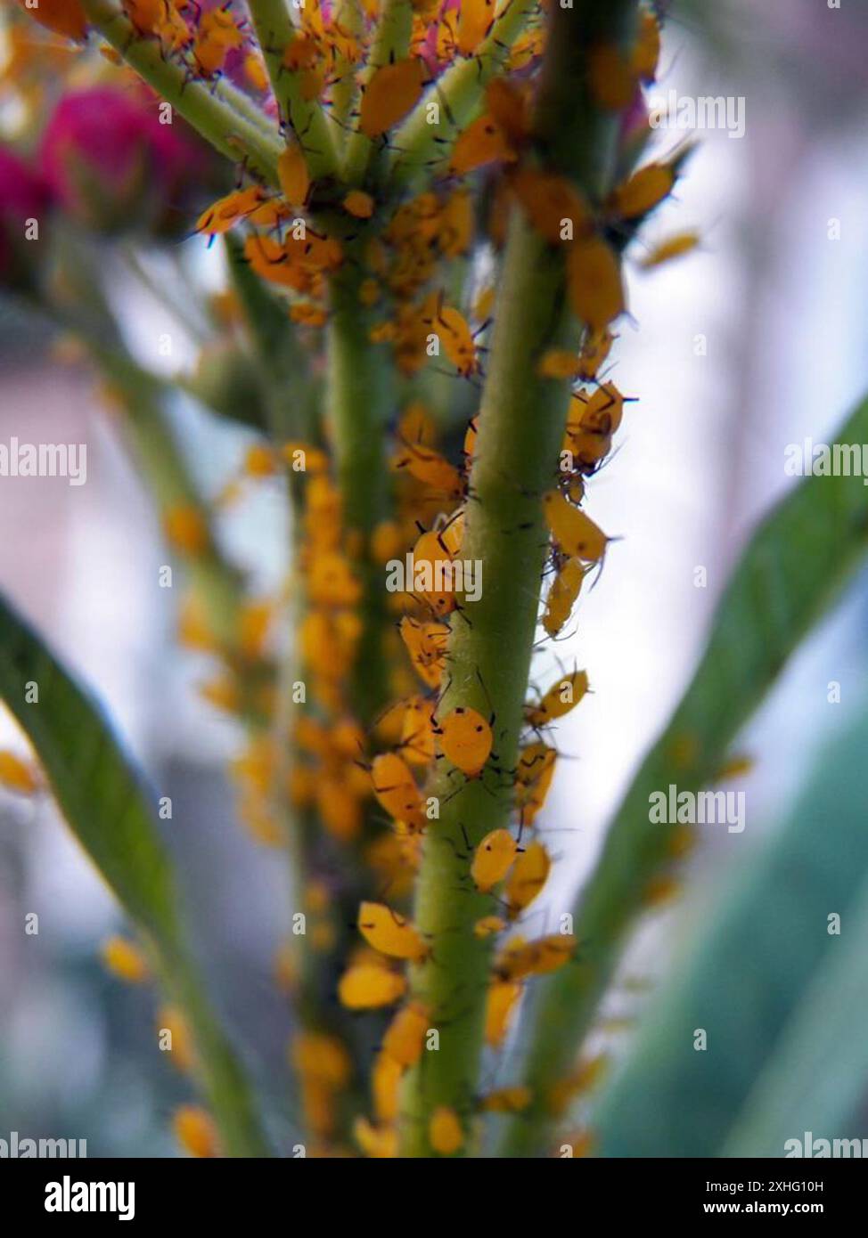 Oleander Aphid (Aphis nerii Stock Photo - Alamy