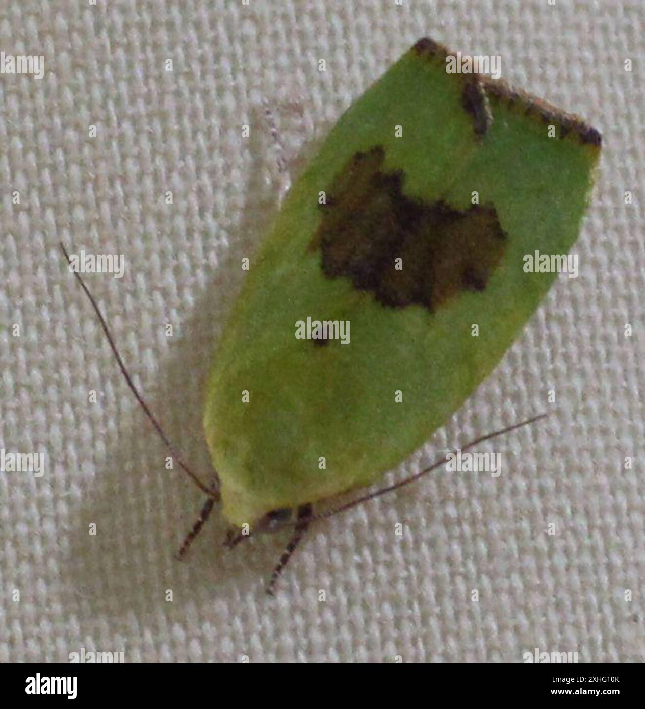 Spiny bollworm hi-res stock photography and images - Alamy