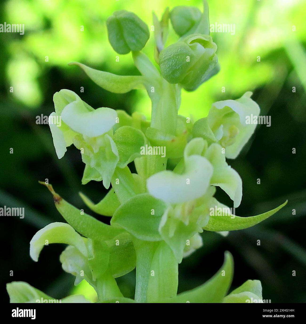 Pterygodium volucris hi-res stock photography and images - Alamy