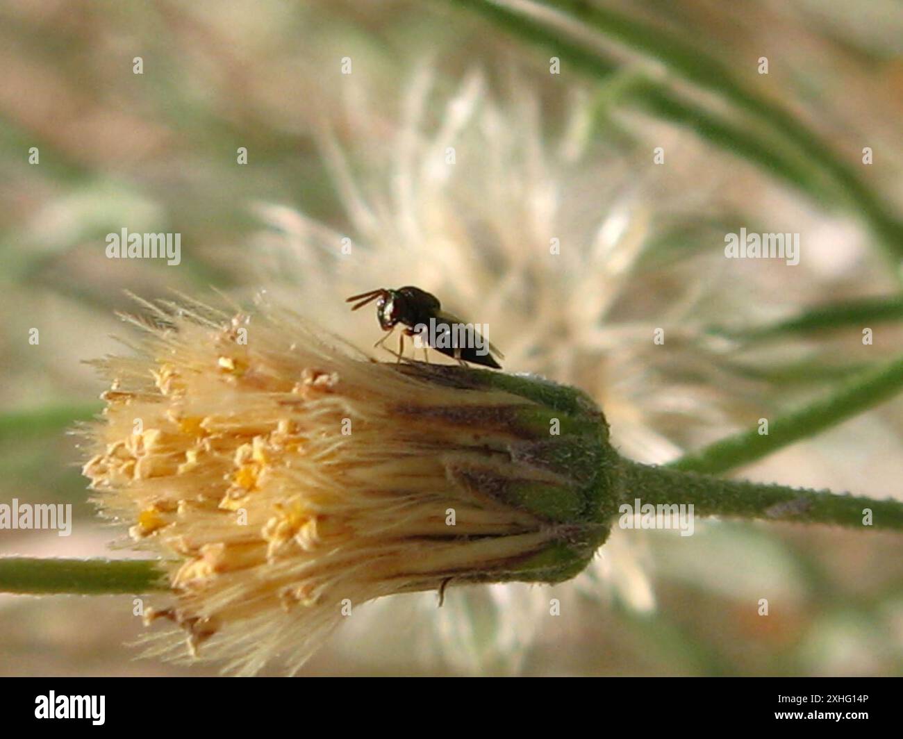 Pteromalidae hi-res stock photography and images - Alamy