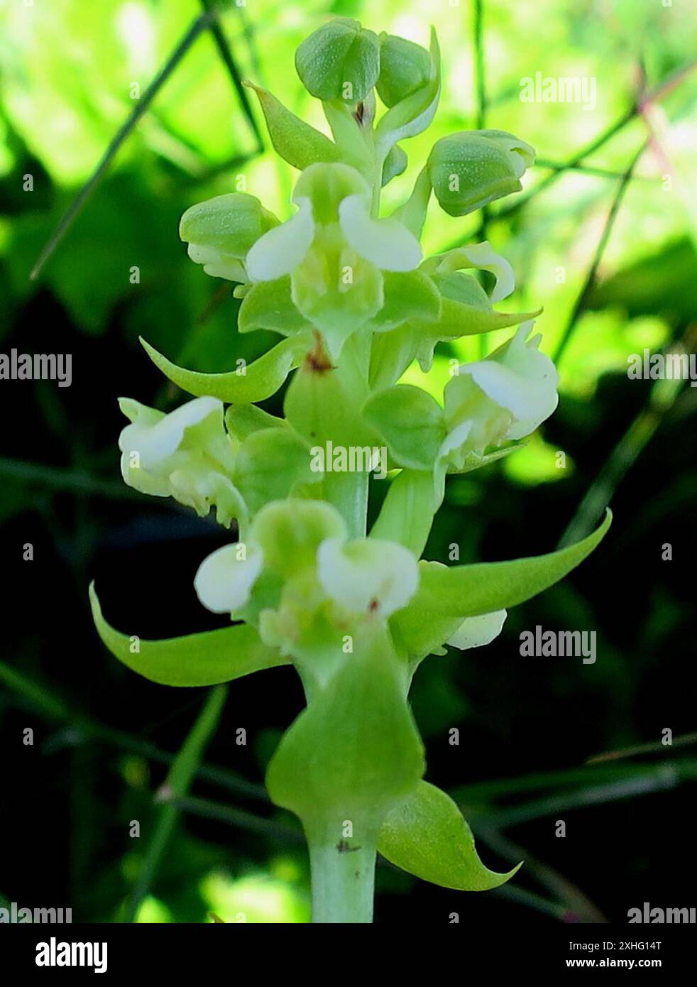 Pterygodium volucris hi-res stock photography and images - Alamy