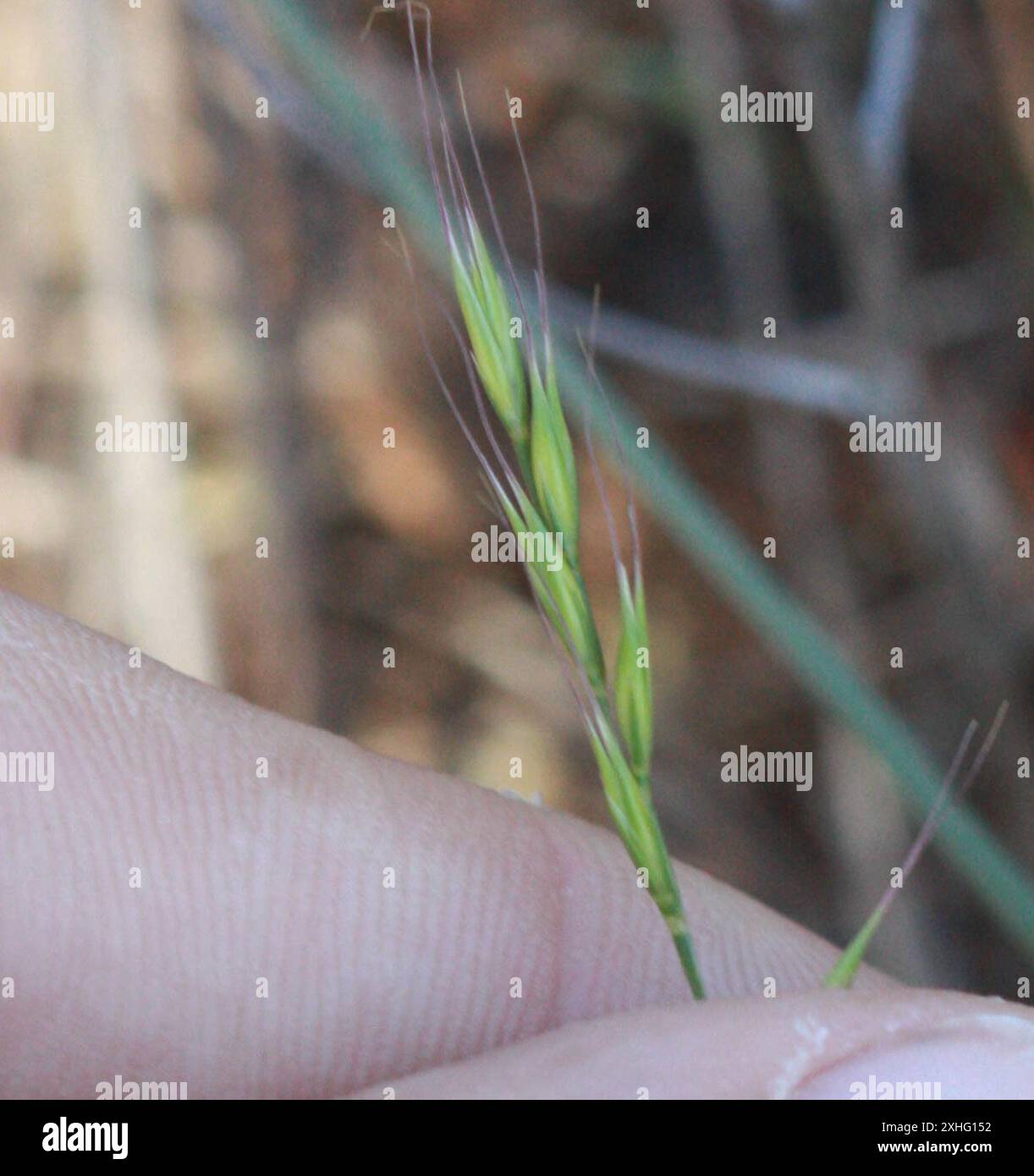 small fescue (Festuca microstachys Stock Photo - Alamy