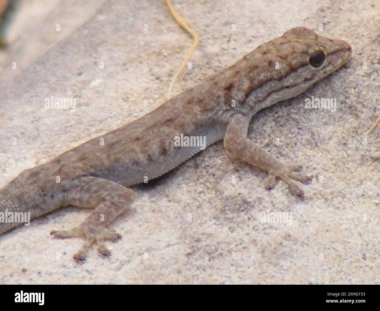 Stevenson's Dwarf Gecko (Lygodactylus stevensoni Stock Photo - Alamy