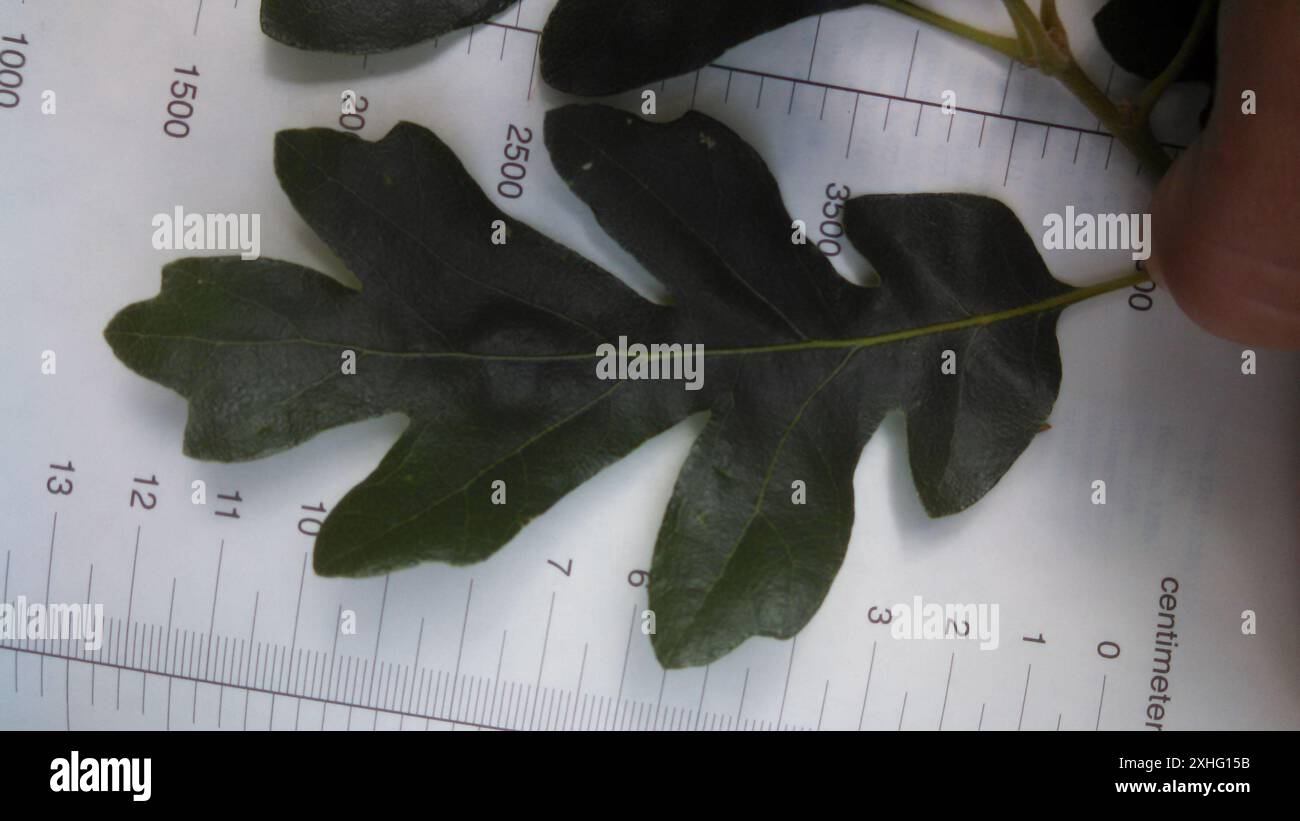 valley oak (Quercus lobata Stock Photo - Alamy