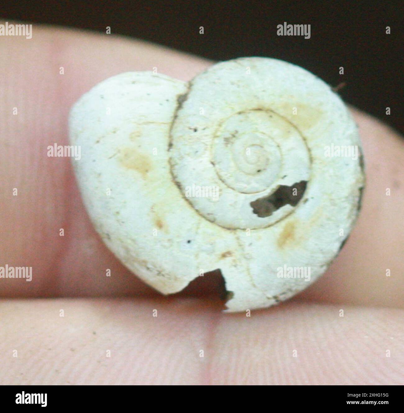 Lancetooth hi-res stock photography and images - Alamy
