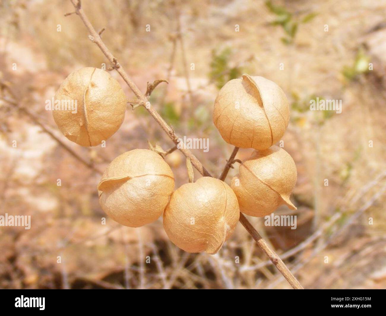 Brown Tinnea (Tinnea rhodesiana Stock Photo - Alamy