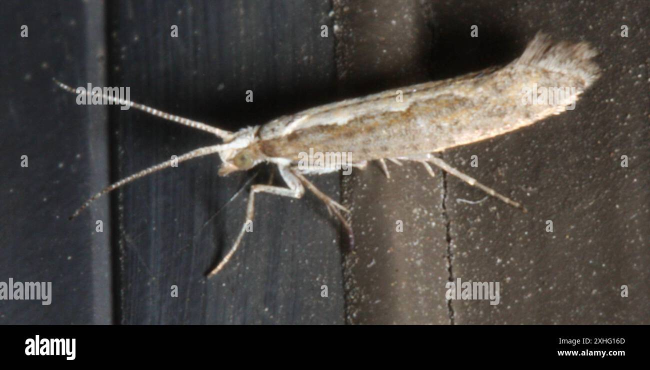 Diamondback moth hi-res stock photography and images - Alamy