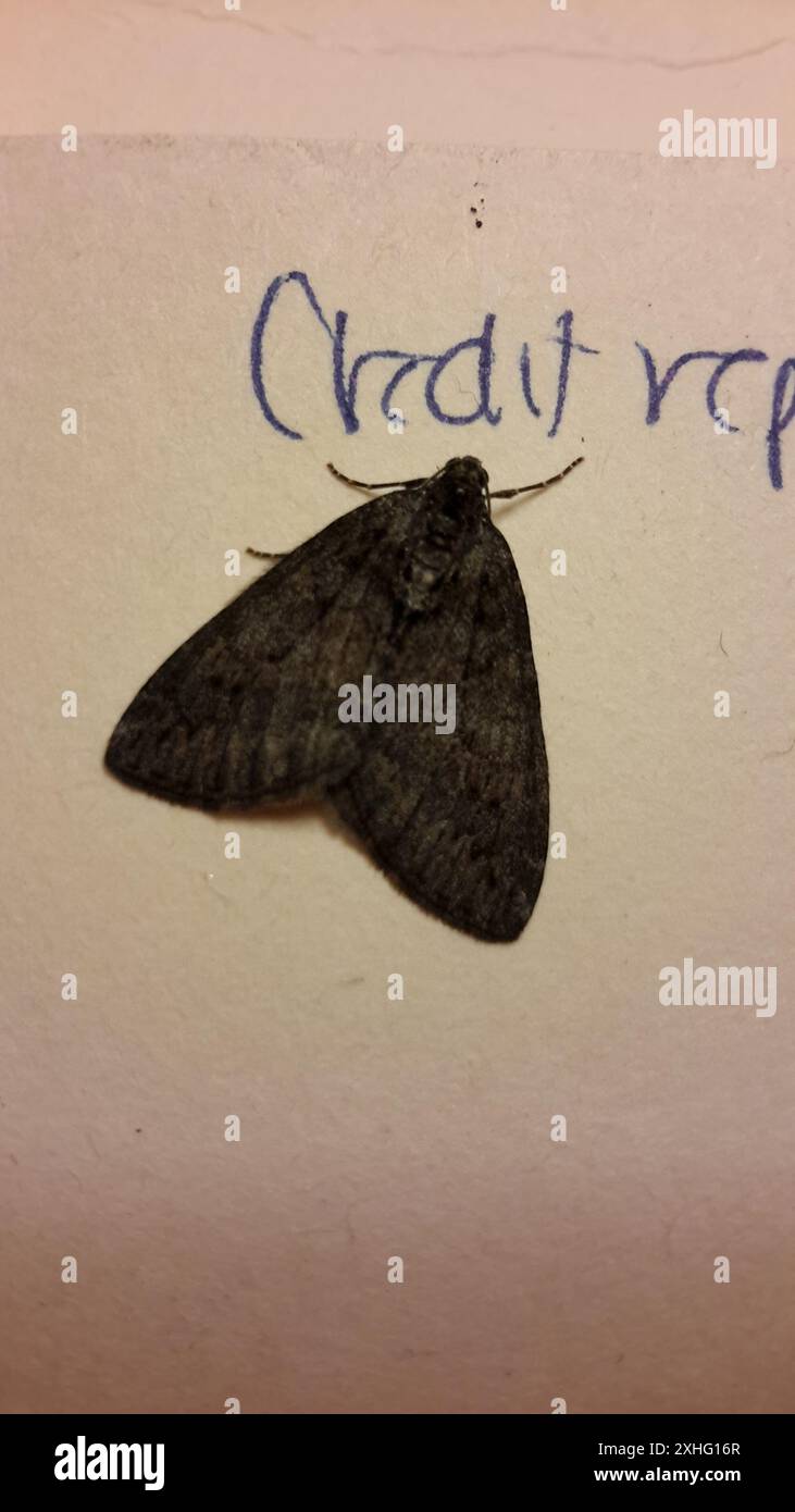 Carpet Moths (Larentiinae Stock Photo - Alamy