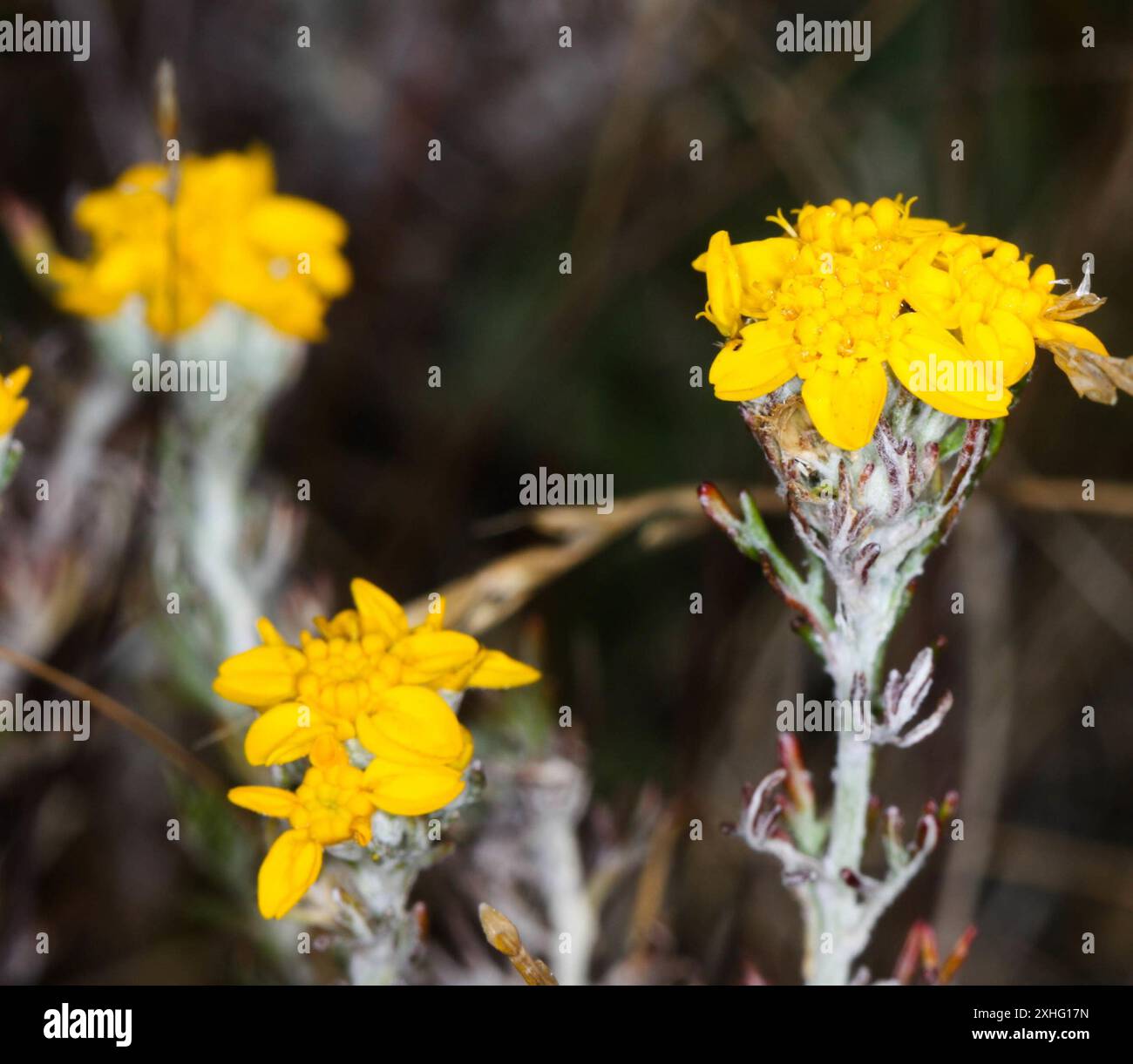 Golden Yarrow (Eriophyllum confertiflorum Stock Photo - Alamy