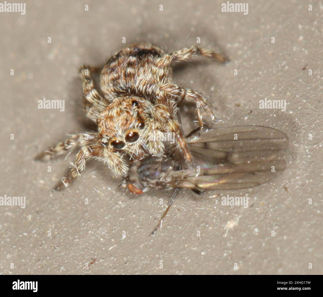 Attulus hi-res stock photography and images - Alamy