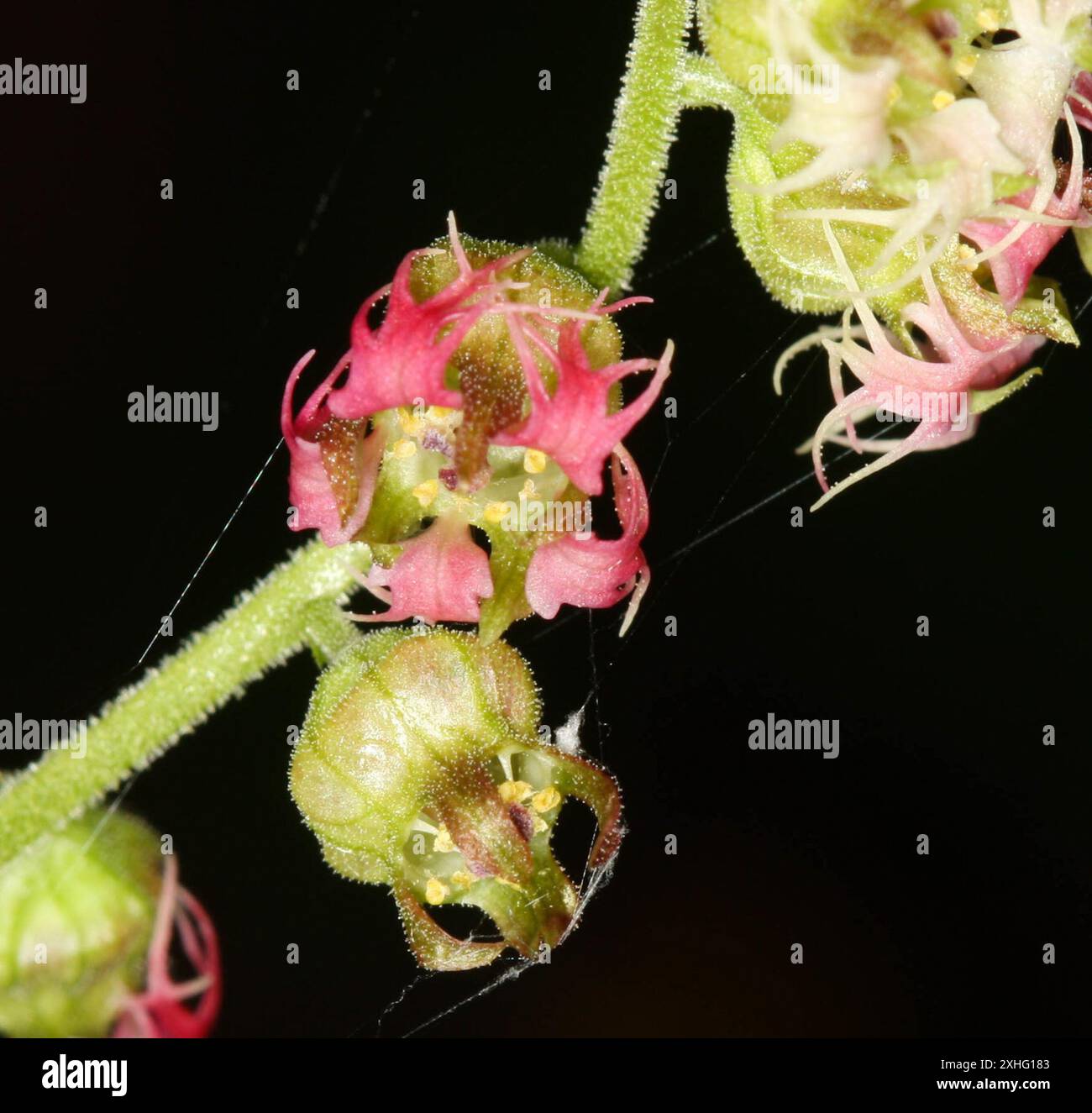 fringe cups (Tellima grandiflora Stock Photo - Alamy
