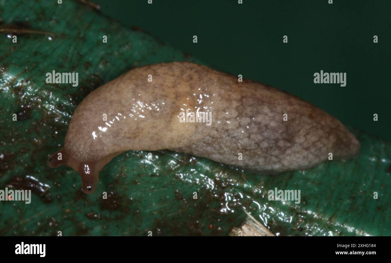 Milky Slug (Deroceras reticulatum Stock Photo - Alamy