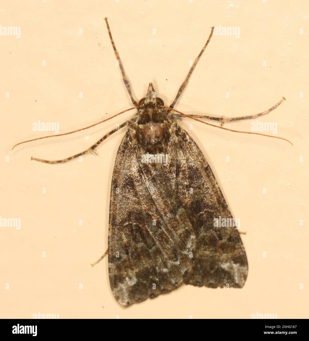 Macrosoma hi-res stock photography and images - Alamy