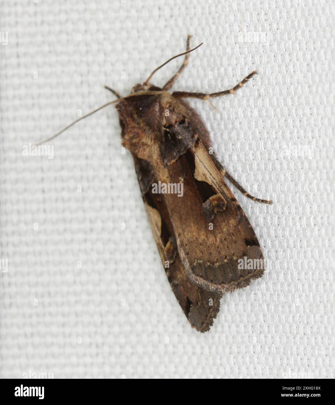 Setaceous hebrew character xestia c nigrum hi-res stock photography and ...
