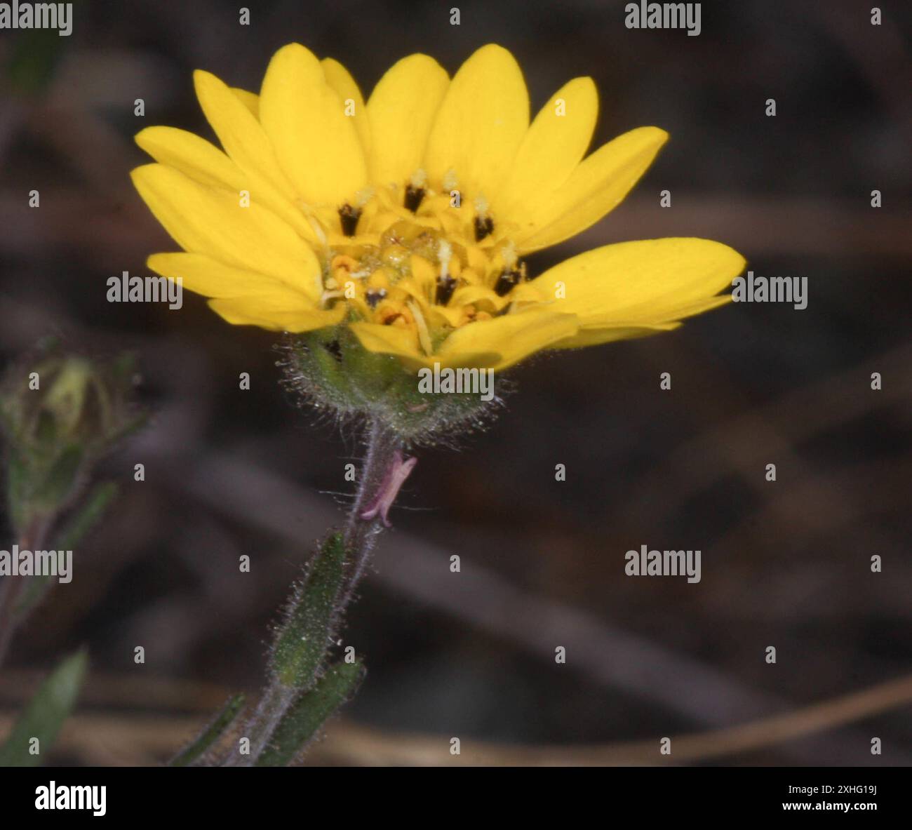 Yellow Hayfield Tarplant (Hemizonia congesta lutescens Stock Photo - Alamy