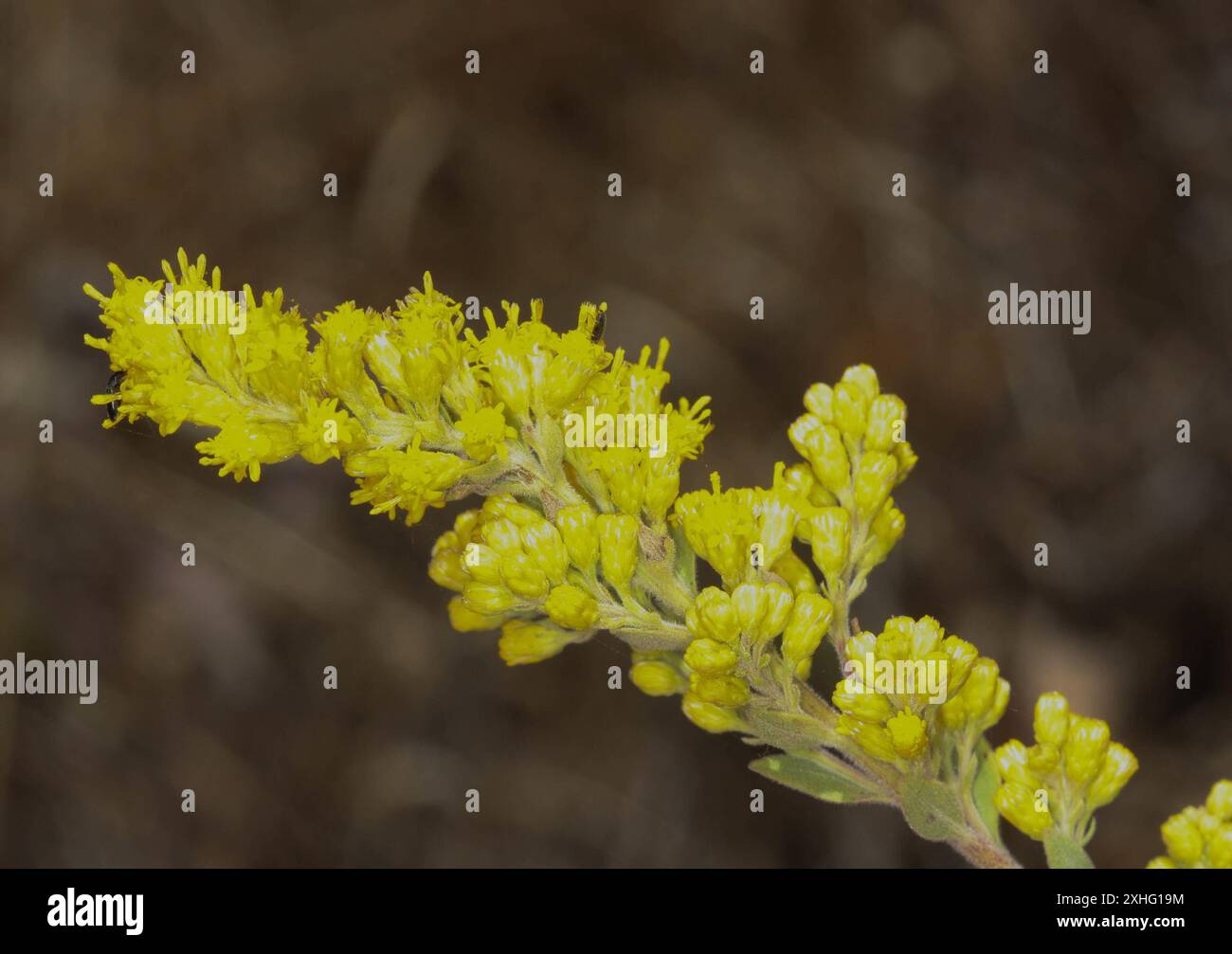 Solidago velutina hi-res stock photography and images - Alamy