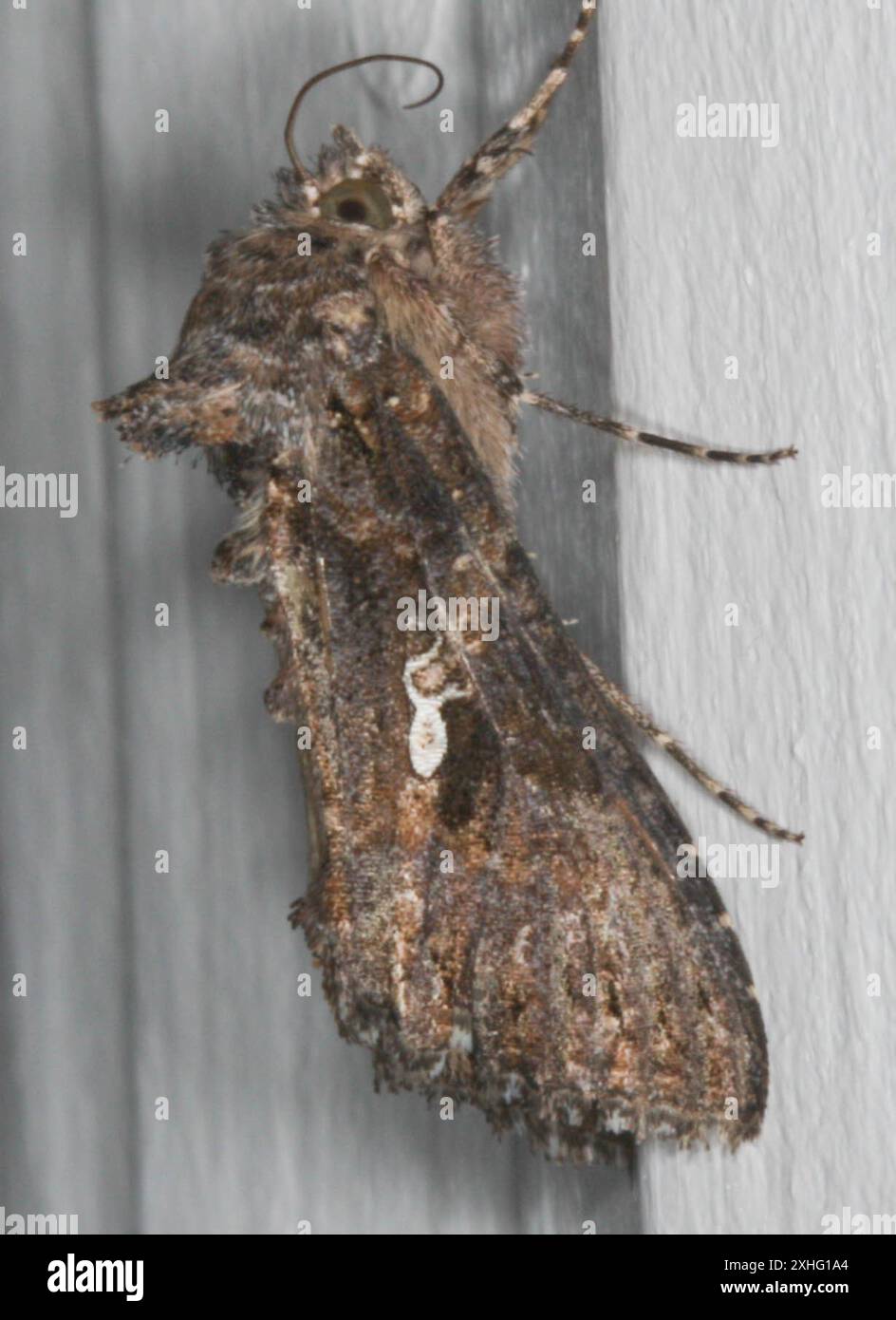 Cabbage Looper Moth (Trichoplusia ni Stock Photo - Alamy